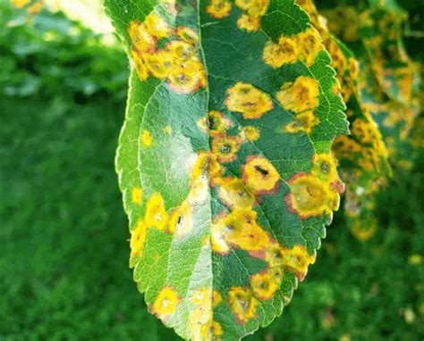 Rusts Identifying Symptoms Causes And Effective Treatments For Your Garden Care Guide