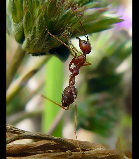 Weaver Ant Oecophylla Smaragdina Facts Identification