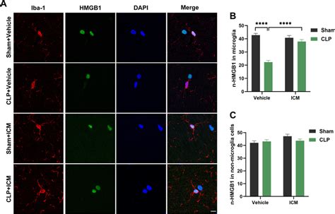 Icm Ameliorated The Abnormal Secretion Of Hmgb1 In The Hippocampus Of Download Scientific