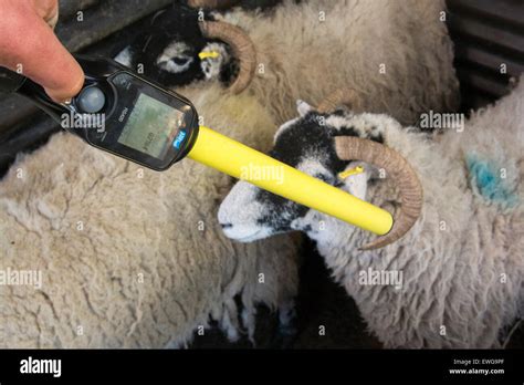 Eid Schafe Fotos Und Bildmaterial In Hoher Auflösung Alamy