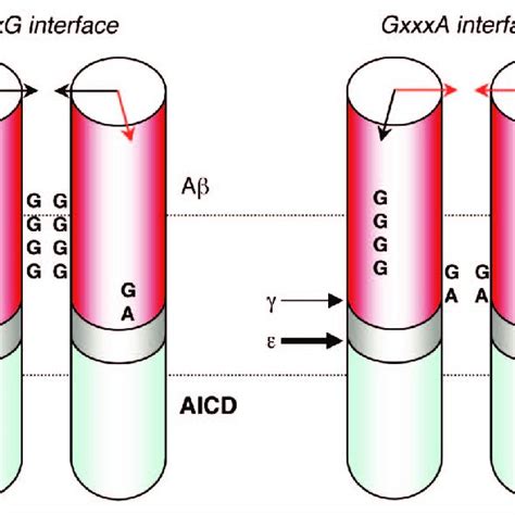 Dimerization Of App Transmembrane Regions Transmembrane Tm And