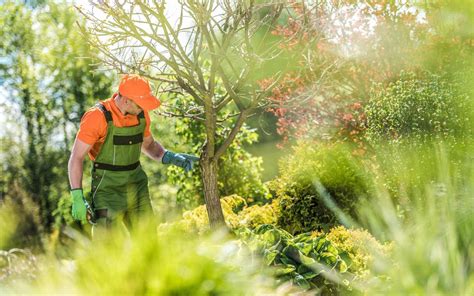 The Importance Of Tree Inspection For Potential Hazards