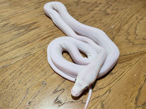 Super Phantom Reticulated Python By Lowcountry Retic Morphmarket