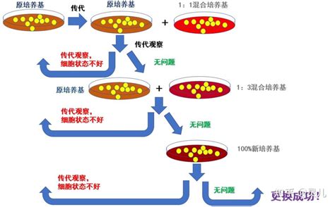 一招解决：细胞培养基混用问题 知乎