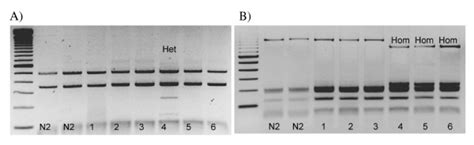 Restriction Enzyme Digests Of Dna From Heterozygous And Homozygous Download Scientific Diagram