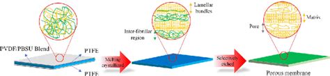 Scheme 1 Schematic Illustration Of The Fabrication Of Pvdf Porous