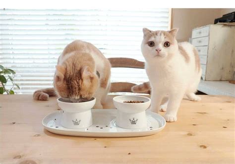 Mews Cat Behaviours Explained Infographic Cat Bowls Food Animals