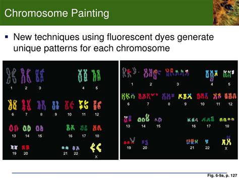 Ppt Cytogenetics Karyotypes And Chromosome Aberrations Powerpoint