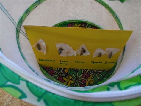 Ms Mcloughlins Class 2nd Class Room 9 Cocoons At Last