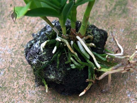 Care Orchids Orchids On The Rocks