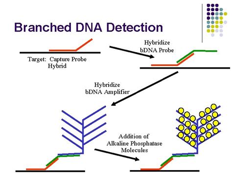 Chapter 7 Nucleic Acid Amplification Techniques Donna C