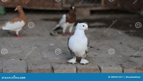 Piegon Stock Image Image Of Gull Waterbird Parrot 280941247