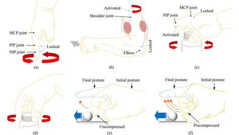 Active Human Body Stiffness Variations In Different Manipulations A Download Scientific