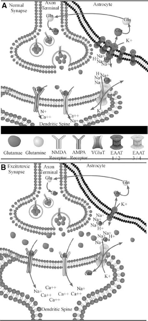 A In A Normally Functioning Synapse Glutamate Released From The Download Scientific Diagram