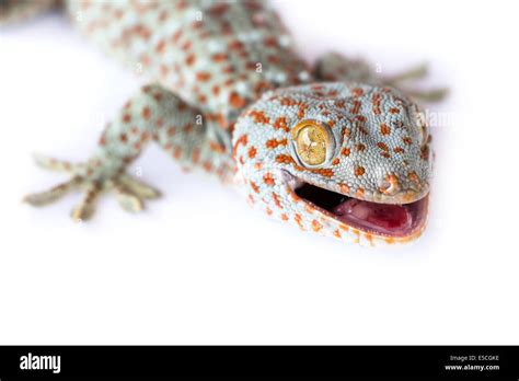 Scary Gekko Hi Res Stock Photography And Images Alamy