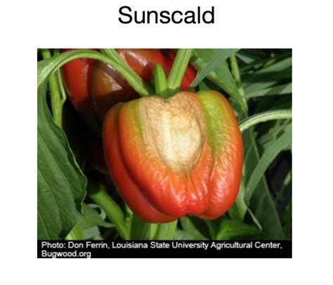 Sunscald Garden To Table
