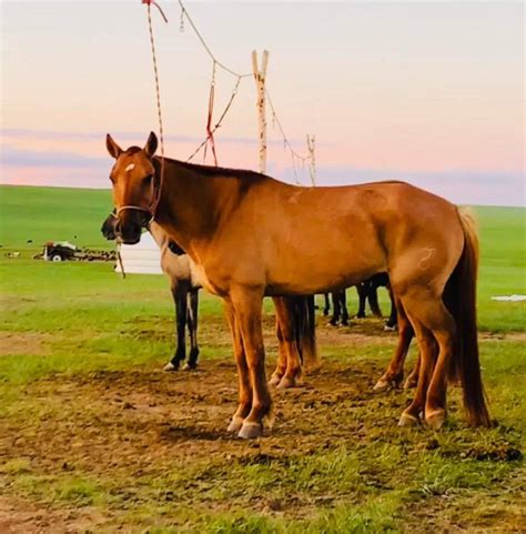 Би гэрээ бэлдээд байж байя Чи биеэ бэлдээд хүрээд ир Хүргэн орно Хүргэлт үнэгүй Бог голдуу