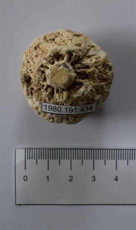 Fossil Sponge Sponge Locality Not Recorded Abgch 1980 191 434 Ehive