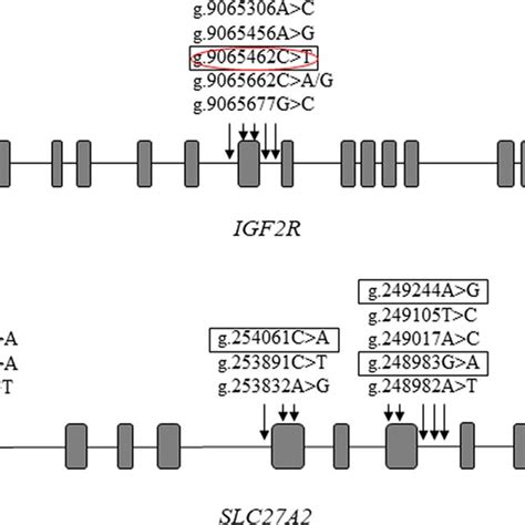 Localization Of Single‐nucleotide Polymorphism Snp Associated With Download Scientific