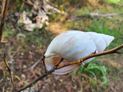 Snail Shells Or Lissachatina Fulica Are Land Snails Belonging To The