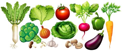 Different Kinds Of Vegetables