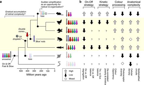 Retinal Organisation In The Context Of Vertebrate Phylogeny A