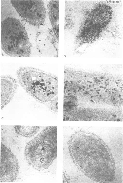 Internal Storage Polysaccharide Material In Cells Harvested From Medium