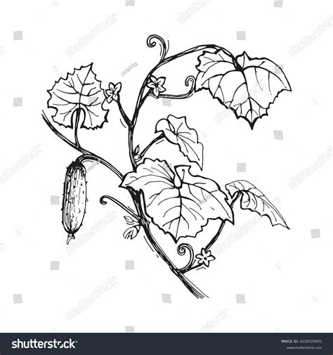 Cucumber Sketch Hand Drawn Vector Illustration Stock Vector Royalty Free 2228722841 Shutterstock