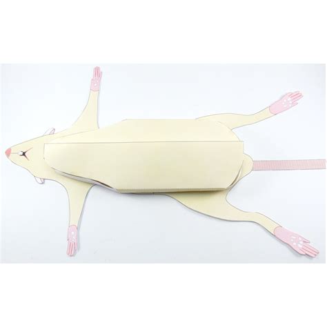 Rat Dissection Paper Model Origami Organelles