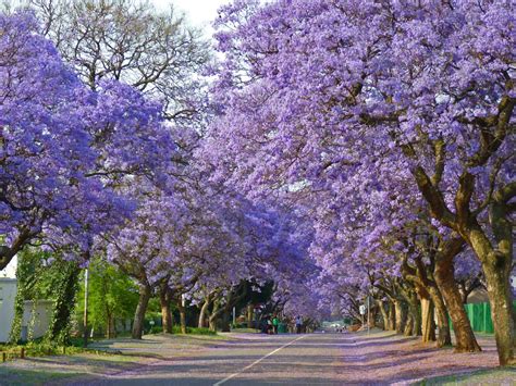 100 Purple Tree Wallpapers