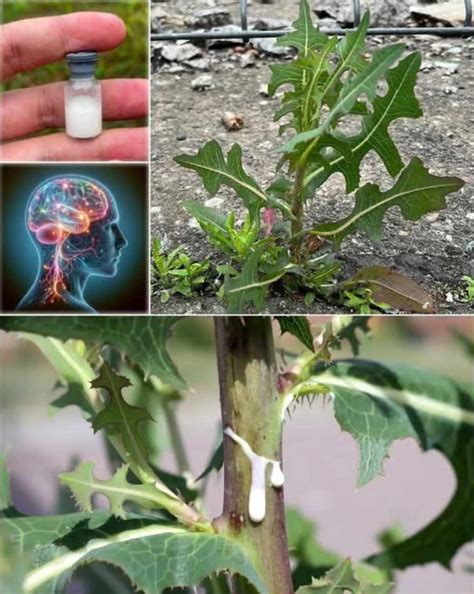 Wild Lettuce Lactuca Virosa A Natural Sedative And An Effective