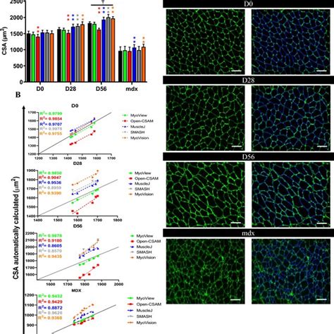 Myoview Workflow For Myonuclei And Satellite Cell Detection A When Download Scientific