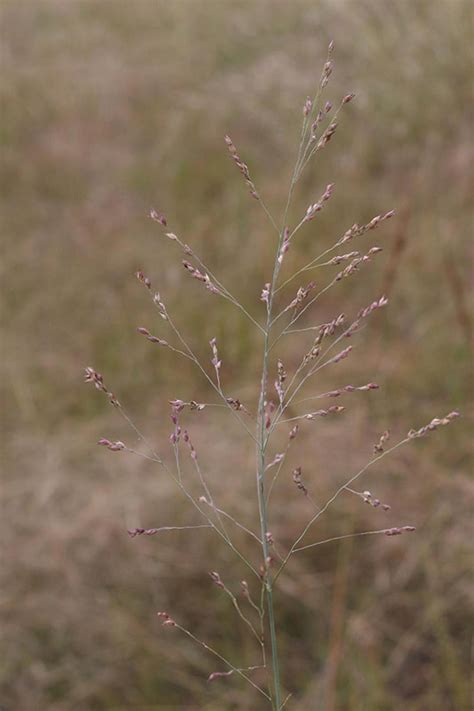 Switchgrass Oklahoma State University Switchgrass Oklahoma State University