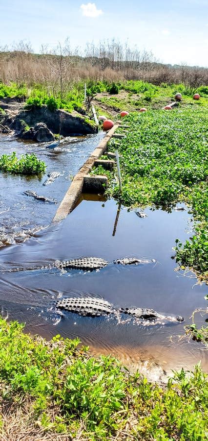 Alligators Resting In Swamp At Paynes Prairie Preserve State Park In
