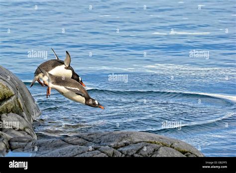 Gentoo Penguins Pygoscelis Papua Diving To The Sea At Jougla Point On