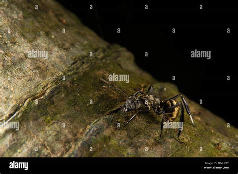 Golden Carpenter Ant Camponotus Sericeiventris Formicidae Carara