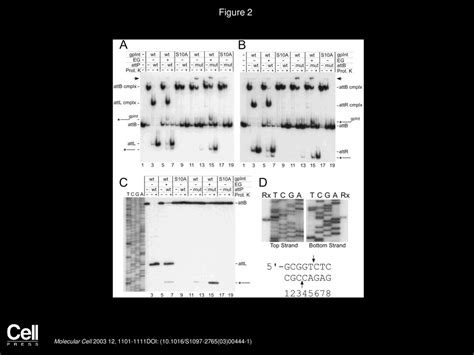 The Orientation Of Mycobacteriophage Bxb1 Integration Is Solely