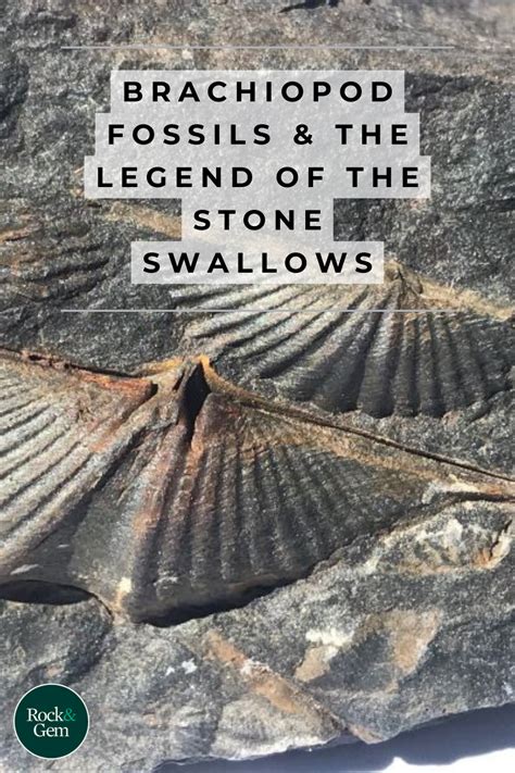 Brachiopod Fossils And The Legend Of The Stone Swallows