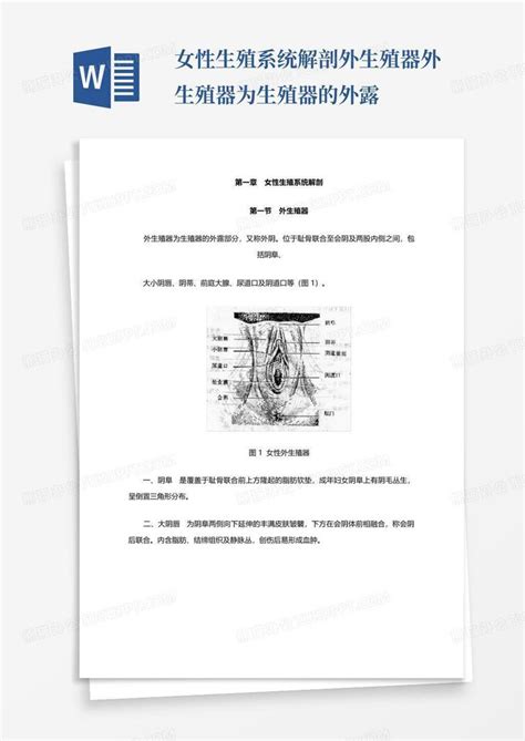 女性生殖系统解剖外生殖器外生殖器为生殖器的外露word模板下载 编号lebgdmjo 熊猫办公