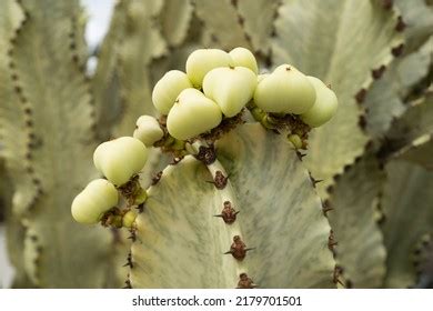 Cactus Spike Images Stock Photos Vectors Shutterstock