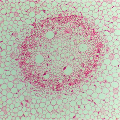 Preparación Microscópica De Maíz De Monocotiledóneas Zeigen