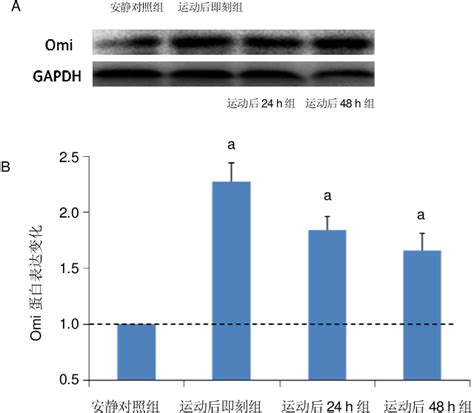 Figure 2 From Role Of Omi Beclin‐1 Signaling Pathway In The Eccentric Exercise‐induced Skeletal