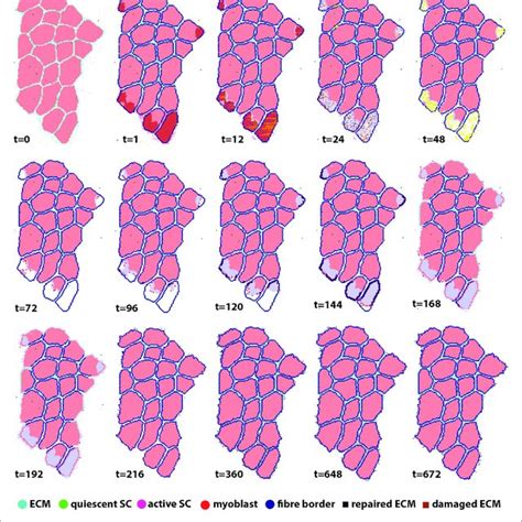 Abm Simulation Of Muscle Regeneration Over Time At The First Time