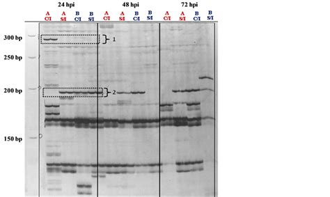 Sugarcane Transcript Profiling Assessed By Cdna Aflp Analysis During
