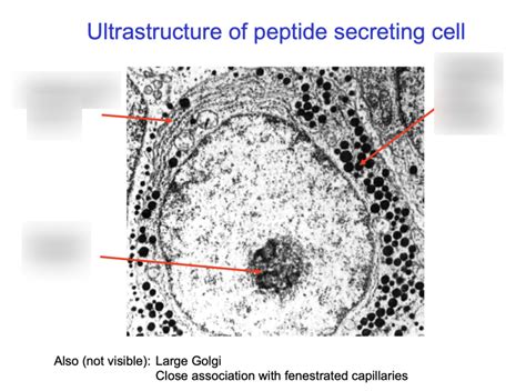 Peptide Secreting Cell Diagram Quizlet
