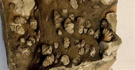 Found This Fossil A Couple Of Weeks Ago Finally Getting The Endoscope Out To Look At It Up