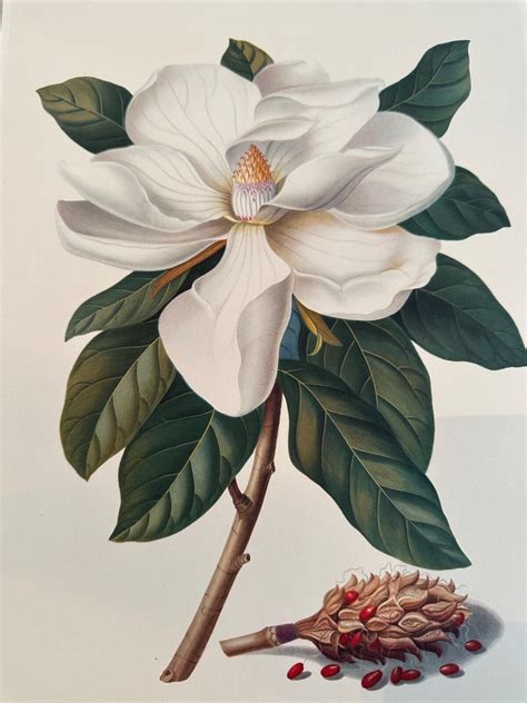 Reproduction Botanical Print Of Bull Bay Magnolia Grandiflora By G D Ehret 4715595478