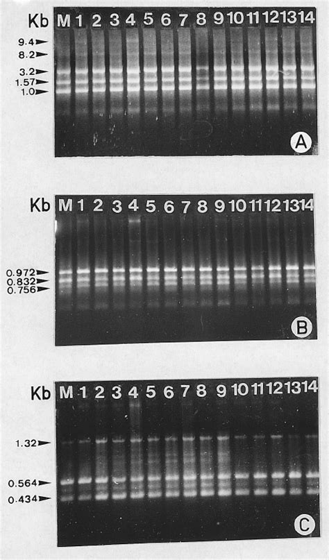 Ac Rapd Profiles Generated By Primer Opc 04 A Opc 19 B And Opc 07 Download Scientific
