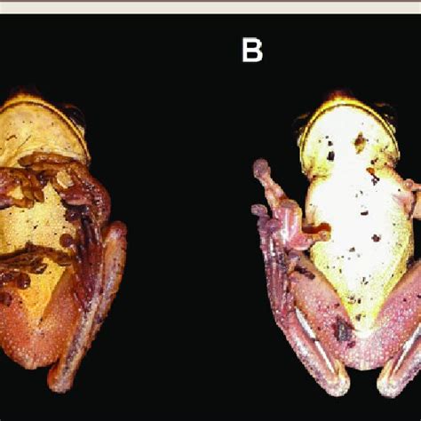 Predation Of Phrynoderma Hexadactylum By Ardea Purpurea In Chupi Download Scientific Diagram