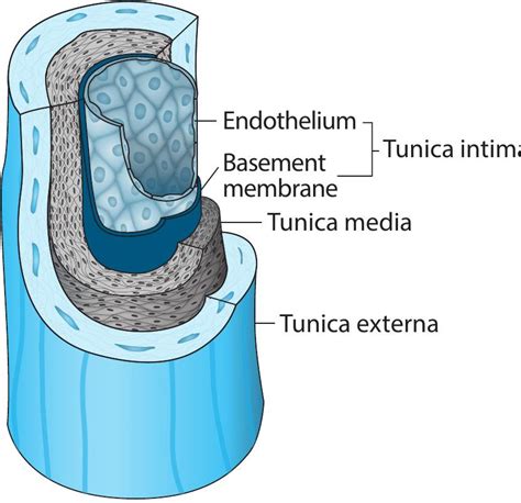 Layers Of The Aortic Wall © Asrt 2016